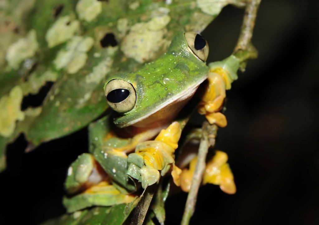 Al menos otras 1.000 especies de anfibios están en peligro de extinción ...