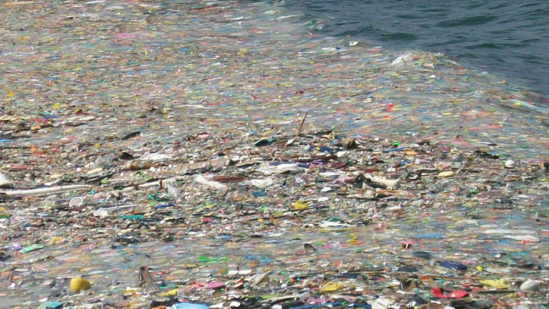 Microplásticos, ¿el ‘pan de cada día’ de los peces? - Revista Ecociencias