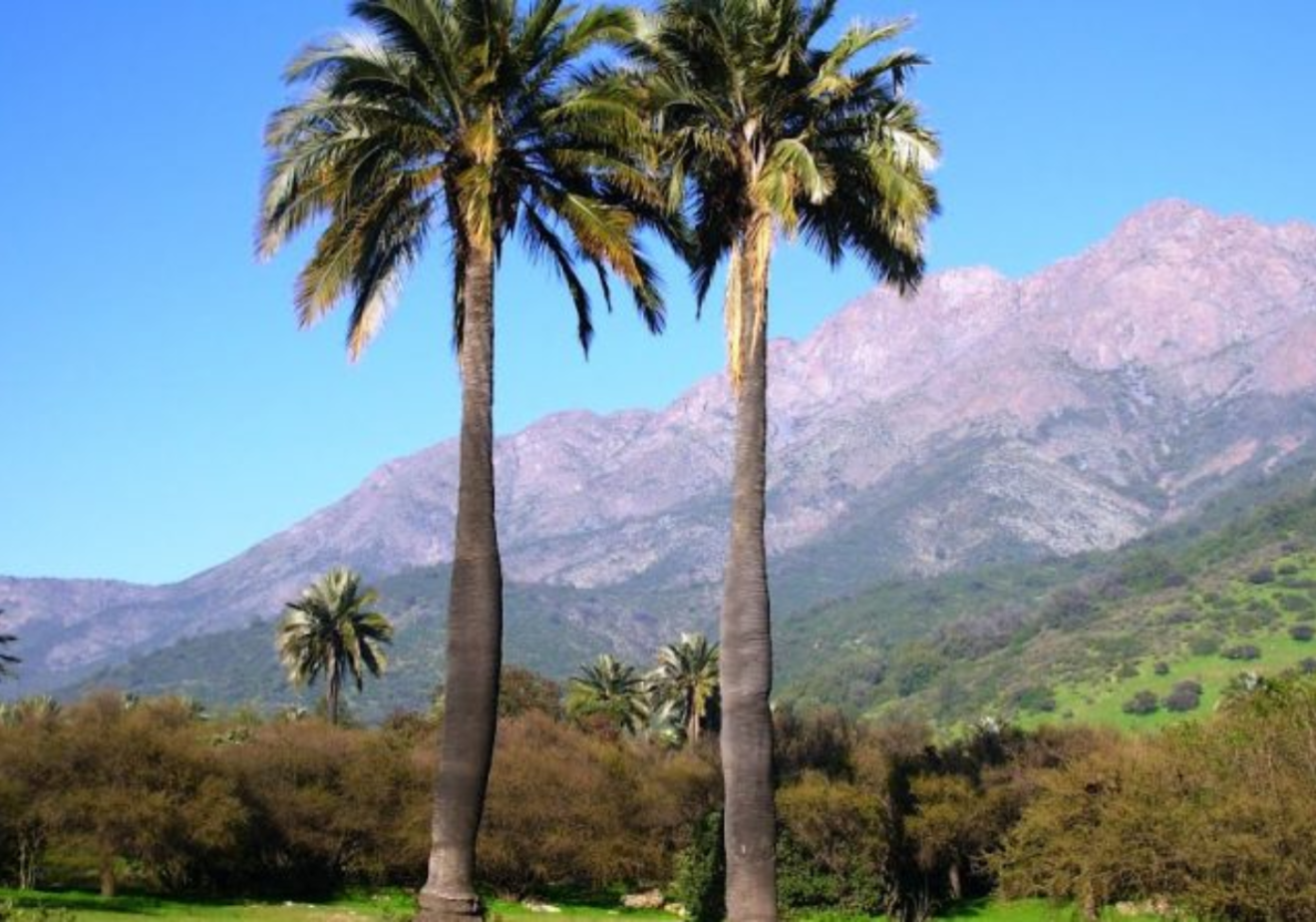 La Palma Chilena: Al borde de la extinción en las próximas décadas ...