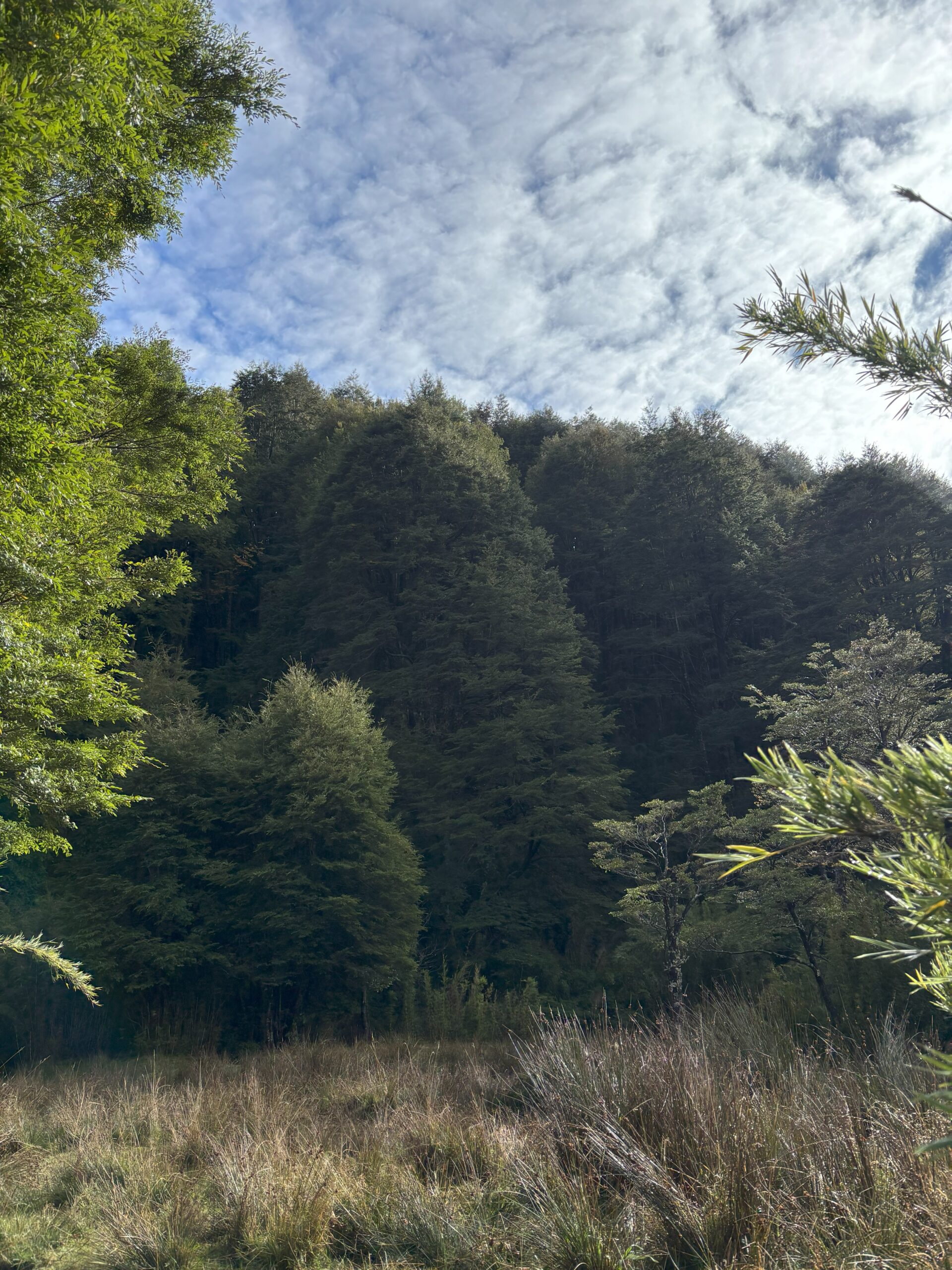 Investigación indagará la influencia de los bosques del sur de Chile en ...